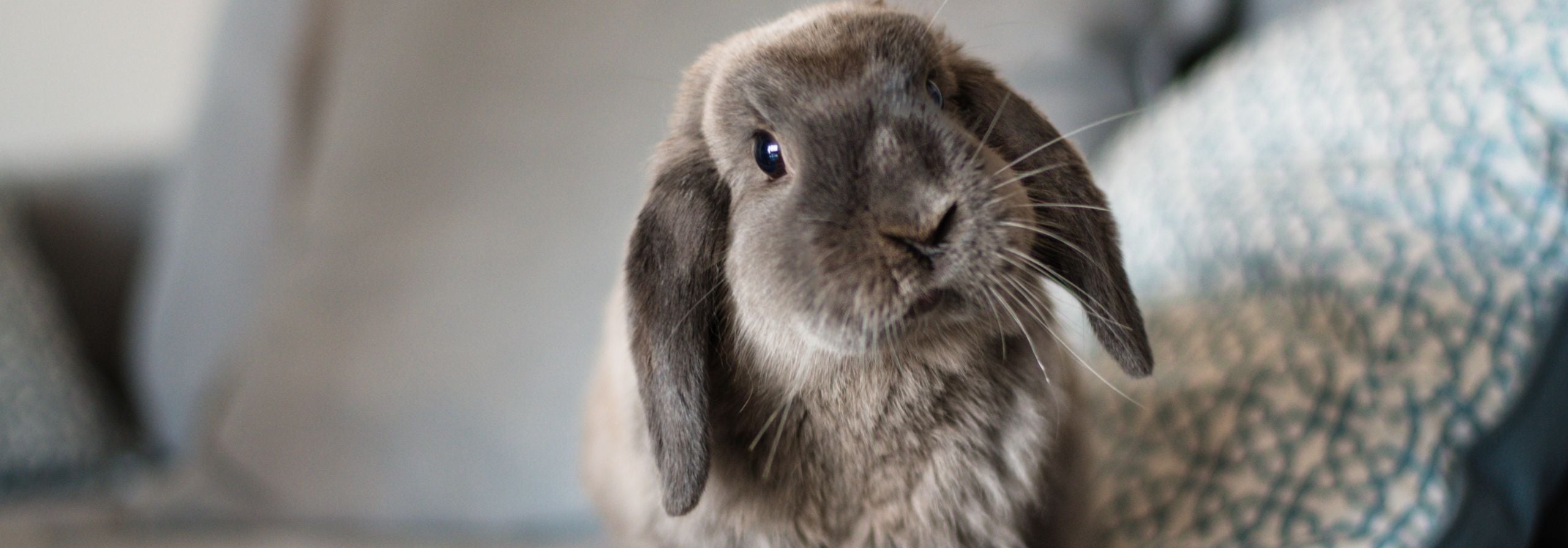 Jewellery | Patch & Purr – Patch & Purr Pet Cremations